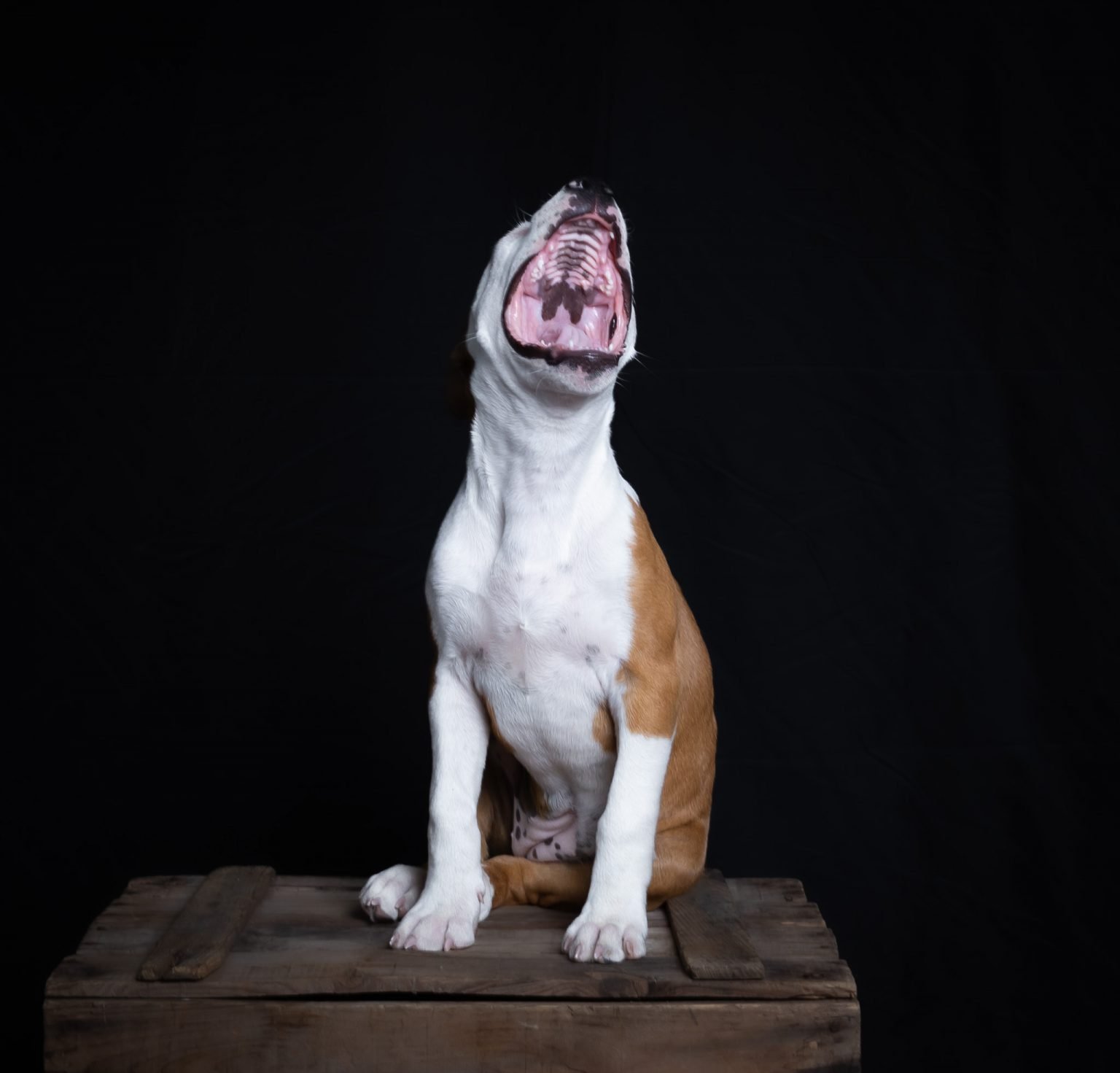 Guía completa sobre las Señales de Calma en Perros - Centro Canino ...