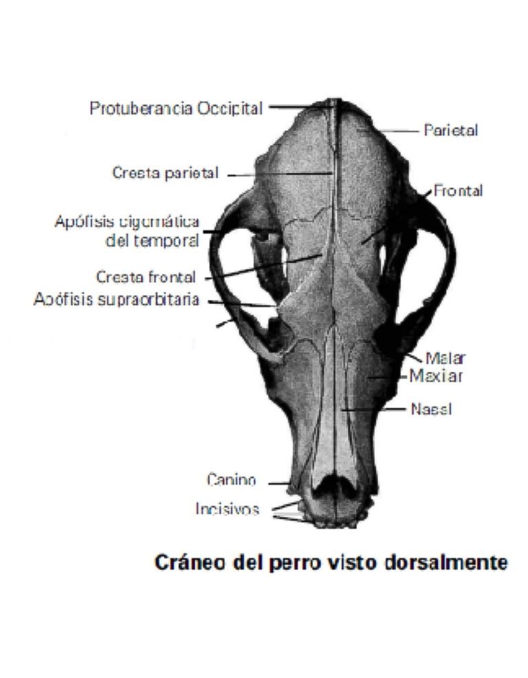 Anatomía canina - Centro Canino Valmajano