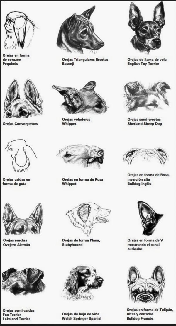 Anatomía Canina Centro Canino Valmajano