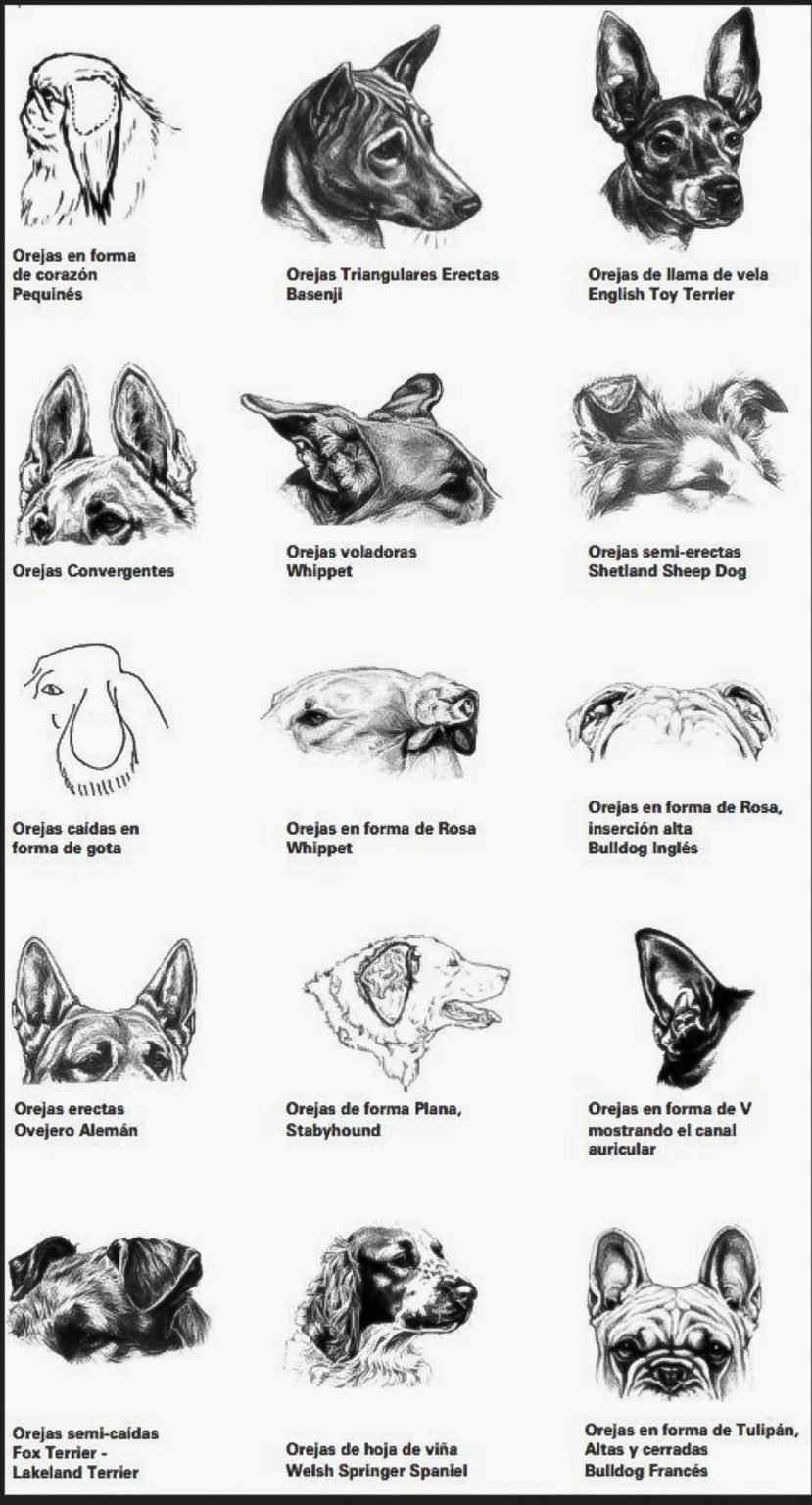 Anatomía canina - Centro Canino Valmajano