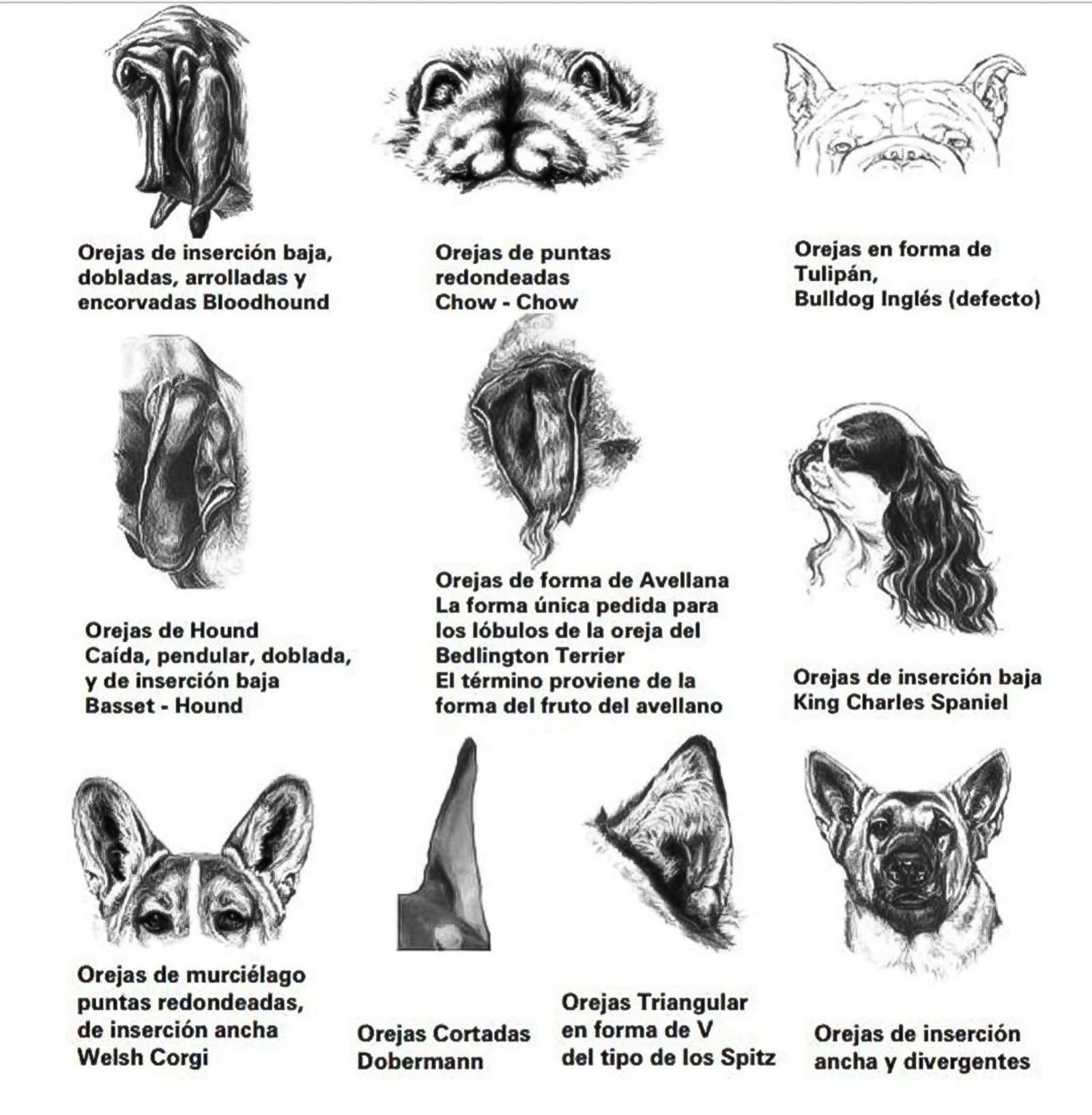 Anatomía Canina Centro Canino Valmajano