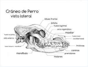 Anatomía Canina Centro Canino Valmajano