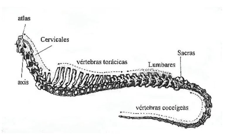 Anatomía canina - Centro Canino Valmajano